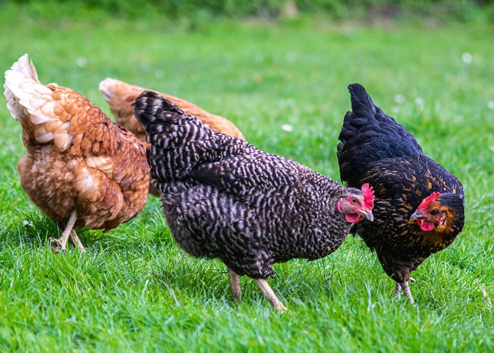 Small Livestock - The Farm Store